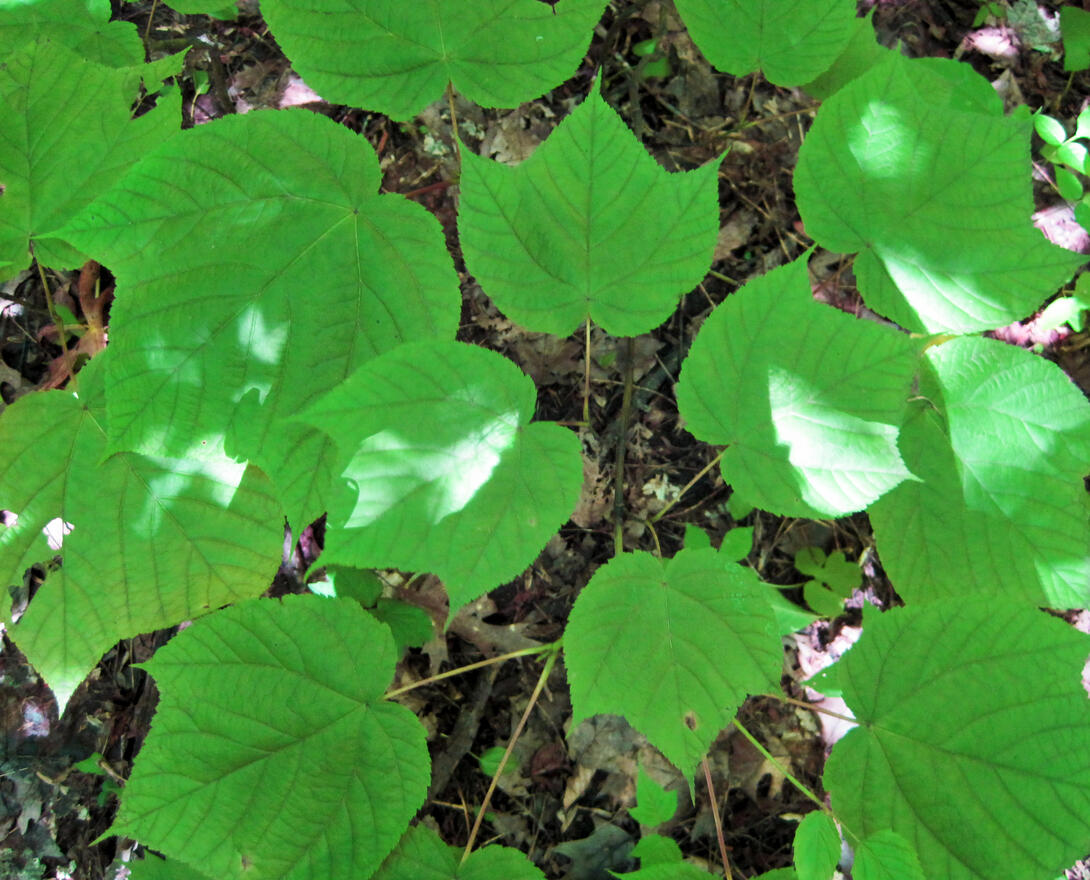 Striped Maple | CMP Tree Selection Tool